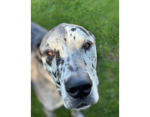 Salem, MA - Greyhound. Meet Lady a Pet for Adoption - AdoptaPet.com