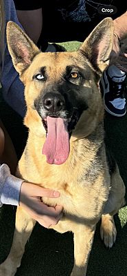 West Hollywood, CA - German Shepherd Dog. Meet Stassi a Pet for ...