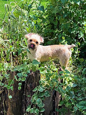 salem, OH - Lhasa Apso/Yorkie, Yorkshire Terrier. Meet DEWEY**15 LBS OF ...
