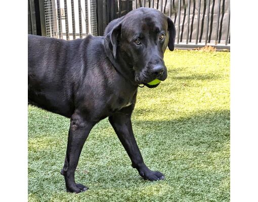 Charlottesville, VA - Labrador Retriever. Meet Jerzey a Pet for ...