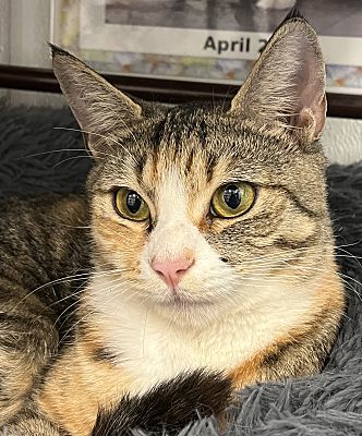 Harrison, NY - Domestic Shorthair. Meet Cadence a Pet for Adoption ...