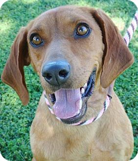Red Bluff, CA - Plott Hound. Meet Macy a Pet for Adoption.