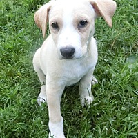 Adopt - Companion Pet Rescue