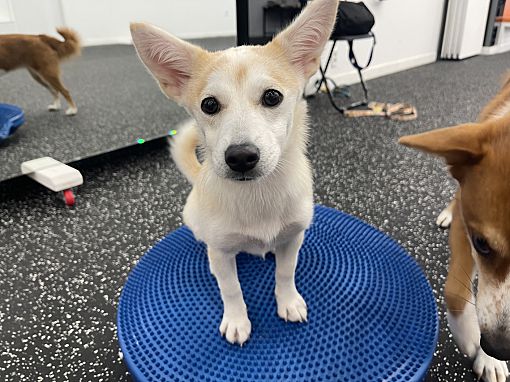 Los Angeles, CA - Welsh Corgi/Jindo. Meet KKOSUN a Pet for Adoption ...