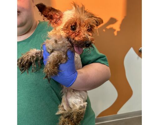 Tulsa, OK - Yorkie, Yorkshire Terrier/Mixed Breed (Small). Meet K ...