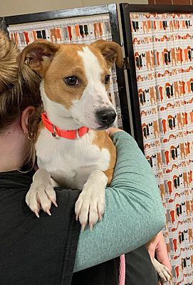 Chardon, OH - Whippet/Smooth Fox Terrier. Meet Suki a Pet for Adoption ...