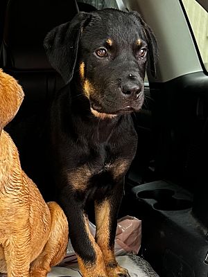Brookhaven, MS - Rottweiler. Meet Caie 24 a Pet for Adoption ...