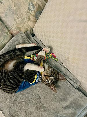 Manchester, NH - Domestic Shorthair. Meet Mittens (Mall of NH) a Pet ...