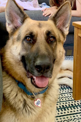 Washington, DC - German Shepherd Dog. Meet Bear a Pet for Adoption ...
