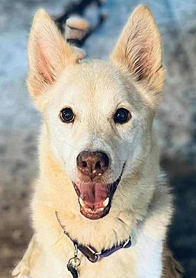 Cincinnati, OH - German Shepherd Dog/Jindo. Meet Nilla a Pet for ...