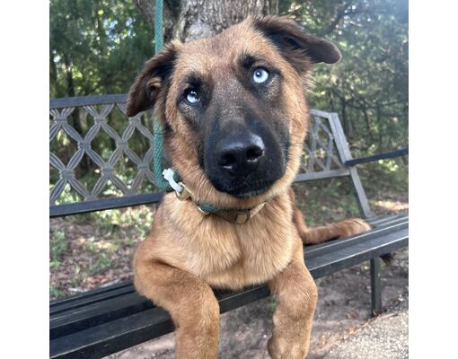 Monroeville, AL - Shepherd (Unknown Type). Meet Sky a Pet for Adoption ...