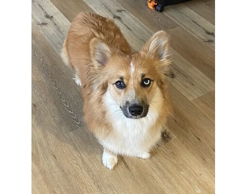 Mountlake Terrace, WA - Corgi/Pomsky. Meet Knox a Pet for Adoption ...
