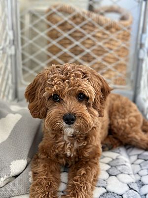 San Diego, CA - Cavapoo. Meet Prince a Pet for Adoption - AdoptaPet.com