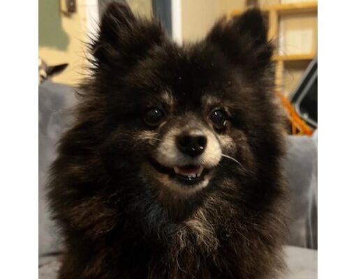 Lynchburg, VA - Pomeranian. Meet Sadie a Pet for Adoption - AdoptaPet.com