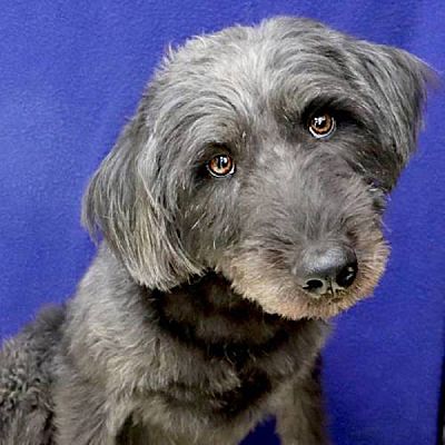 Midland, TX - Labradoodle. Meet Scruffy a Pet for Adoption - AdoptaPet.com