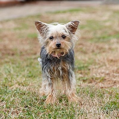 Cumming, GA - Yorkie, Yorkshire Terrier. Meet Lyric 12493 a Pet for ...