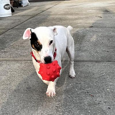 New York, NY - Jack Russell Terrier/Mixed Breed (Small). Meet Wish Bone ...
