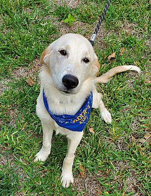 DFW, TX - Labrador Retriever/Mixed Breed (Medium). Meet Tommy Lee Bones ...