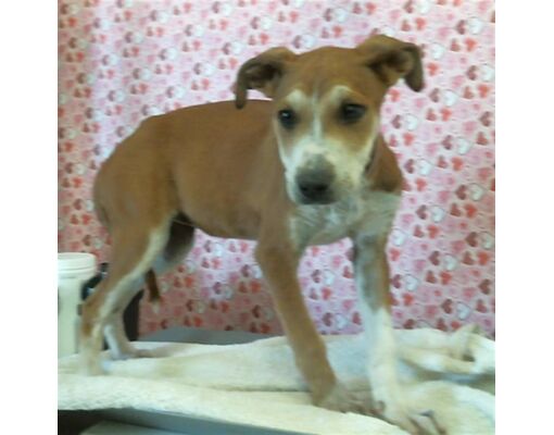 Houston, TX - Blue Lacy/Texas Lacy. Meet LIZA a Pet for Adoption ...