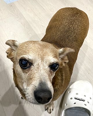 Harrison, NY - Chihuahua. Meet Sheba a Pet for Adoption - AdoptaPet.com