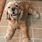 Cocker Spaniel Puppies - Rescue and Adoption Near You