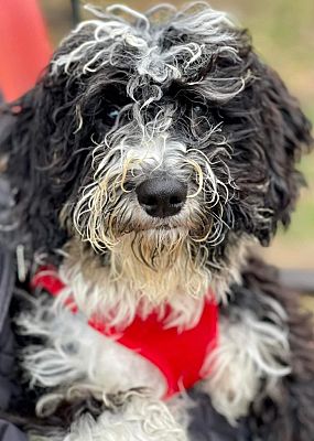 Freeport, NY - Poodle (Standard). Meet Judge a Pet for Adoption ...