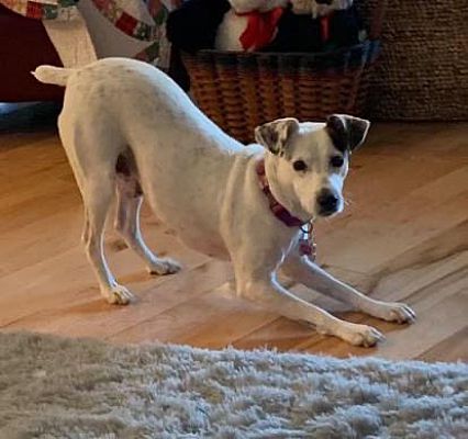 Tulsa, OK - Jack Russell Terrier. Meet Sassy in Tulsa a Pet for ...