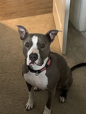 Frisco, TX - American Pit Bull Terrier. Meet Millie a Pet for Adoption ...