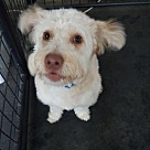 Maltere Puppies - Maltese Rescue and Adoption Near You