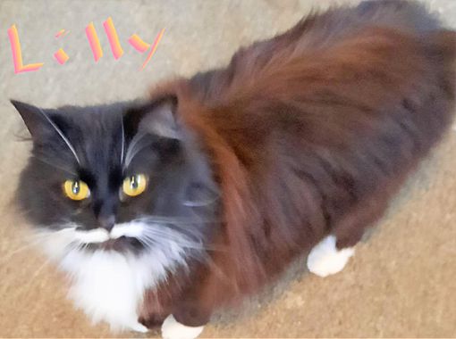 Frederick, MD - Maine Coon. Meet Lilly a Pet for Adoption - AdoptaPet.com