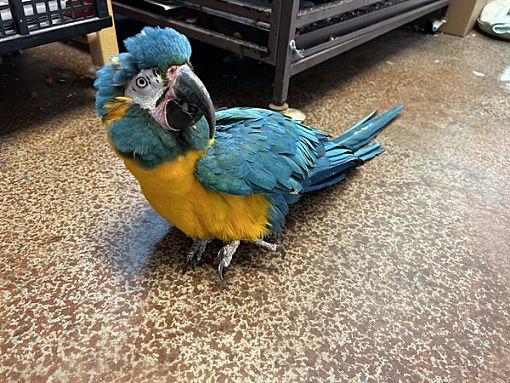 Monterey, CA - Macaw. Meet Trina a Pet for Adoption - AdoptaPet.com