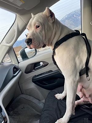 Phoenix, AZ - Dogo Argentino. Meet Harley a Pet for Adoption ...