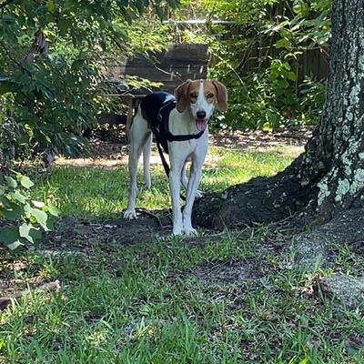 Gulfport, MS - Hound (Unknown Type). Meet Huestus a Pet for Adoption ...