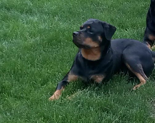 Shoreline, WA - Rottweiler/Mutt. Meet Ellie a Pet for Adoption ...