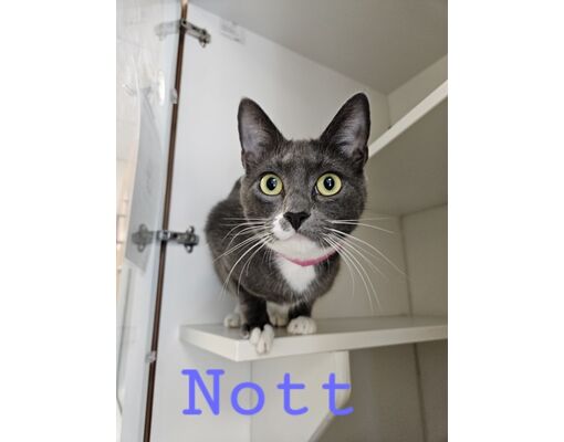 Augusta, ME - Domestic Shorthair/Domestic Mediumhair. Meet Nott a Pet ...