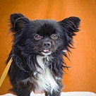 Papillon Puppies - Papillon Rescue and Adoption Near You