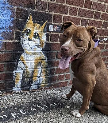 Greensburg, PA - Pit Bull Terrier. Meet Randy a Pet for Adoption ...