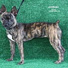 Boston Terrier Puppies - Boston Terrier Rescue and Adoption