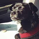Pug Puppies - Pug Rescue and Adoption Near You