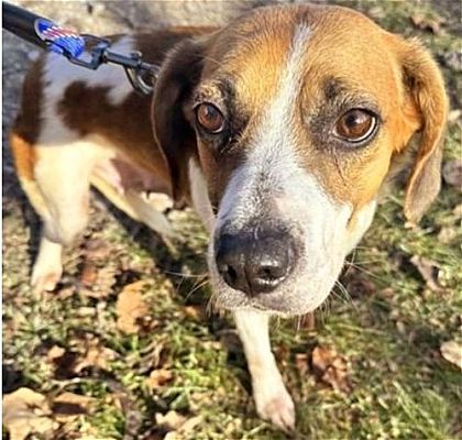 Ashville, OH - Beagle. Meet Barbie Movie ~ Barbie a Pet for Adoption ...