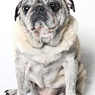 Pug Puppies - Pug Rescue and Adoption Near You