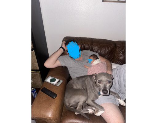 Grand Prairie, TX - American Pit Bull Terrier. Meet Gracie a Pet for ...