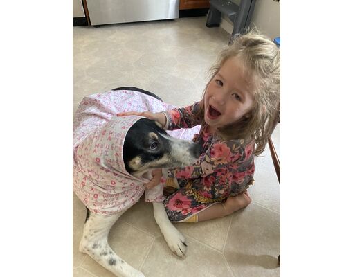 Orrville, OH - Border Collie/Bernese Mountain Dog. Meet Tilly a Pet for ...