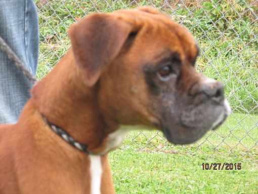 Frederick, MD - Boxer. Meet Max a Pet for Adoption - AdoptaPet.com