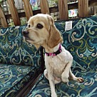 Cocker Spaniel Puppies - Rescue and Adoption Near You