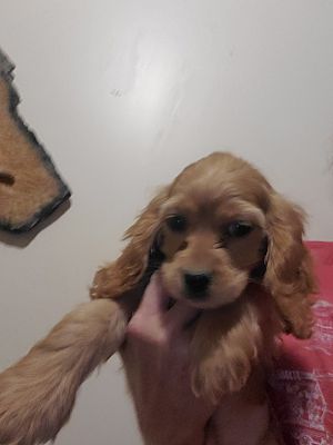 Sandy, UT - Cocker Spaniel. Meet Dixie a Pet for Adoption - AdoptaPet.com