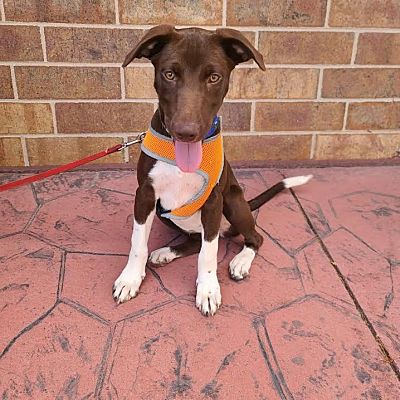 Fort Collins, CO - Shepherd (Unknown Type)/Retriever (Unknown Type ...