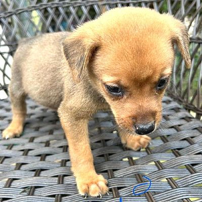 Newark, NJ - Feist/Labrador Retriever. Meet Twinkie a Pet for Adoption ...