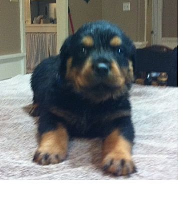 HOUSTON, TX - Rottweiler. Meet Rottweiler a Pet for Adoption ...