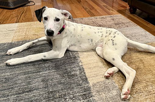 Boston, MA - Dalmatian/Pointer. Meet Penny a Pet for Adoption ...
